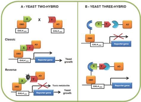 Yeast Three Hybrid Service Kmd Bioscience Nanobody Discovery Platform Protein Expression