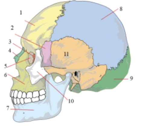 Skull Bone Diagram Identification Essential Biology Terms Flashcards