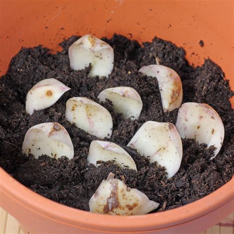 How To Grow Lilium Lancifolium From Cuttings
