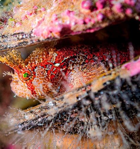 წყალქვეშა სამყაროს გამორჩეული და ნაკლებად ცნობილი ბინადარნი 45 ფოტო