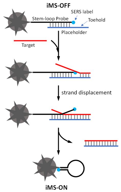 Cascade Amplified Plasmonics Molecular Biosensor For Sensitive Detection Of Disease Biomarkers