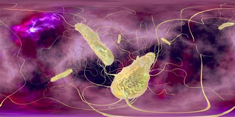 Clostridium Difficile Bacteria 360 Degree Spherical Panorama View Stock Illustration