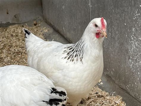 Light Sussex Chickens For Sale Point Of Lay Pullets Birdtrader