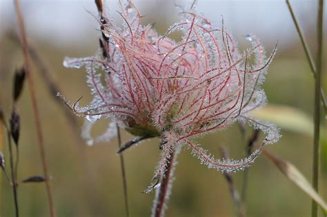 Eriophorum Cottongrass Cottonsedge Free Photo On Pixabay Pixabay