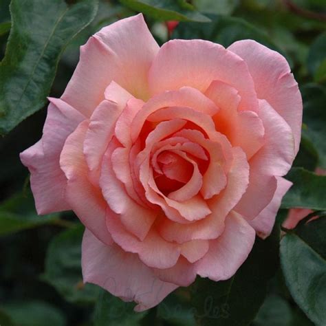 Highly Fragrant Climbing Roses