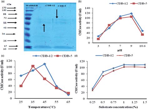 A Sds Page Of Partially Purified Cellulase From Cdb 12 And Cdb 5