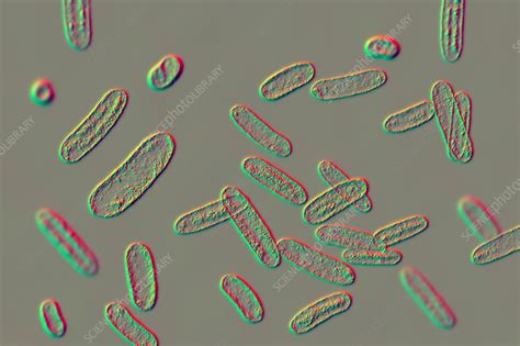 Citrobacter Bacteria Illustration Stock Image F0351434 Science