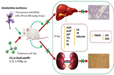 Antioxidant And Hepatoprotective Activities Of Strobilanthes Kunthianus