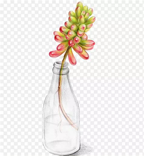 肉质植物水彩画仙人掌科插图 瓶肉PNG图片素材下载 图片编号462825 PNG素材网