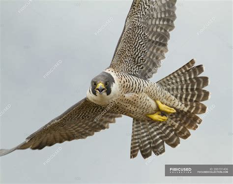 Peregrine Falcon Flying