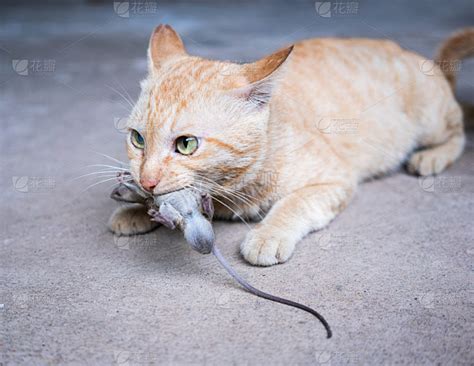 猫捉老鼠。