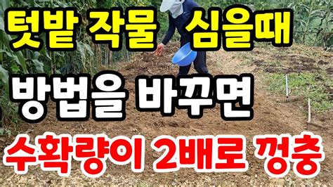 텃밭 채소 심는 방법을 바꾸면 수확량도 늘고 농사짓기 쉬워져요 쪽파 심는방법 쪽파심는시기 김장배추 오이 상추 무우 샐러드 건강 가을옥수수주말농장시골정원전원생활귀농