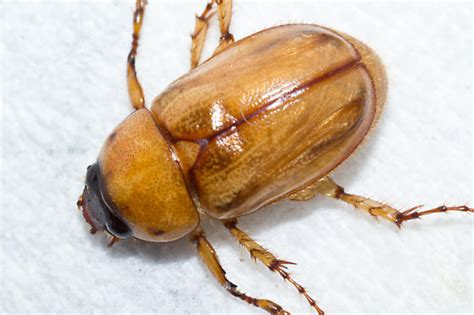 Cyclocephala Sp Cyclocephala Bugguide Net