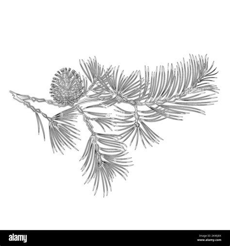Branch Pine And Pine Cone As Vintage Engraving Natural Background