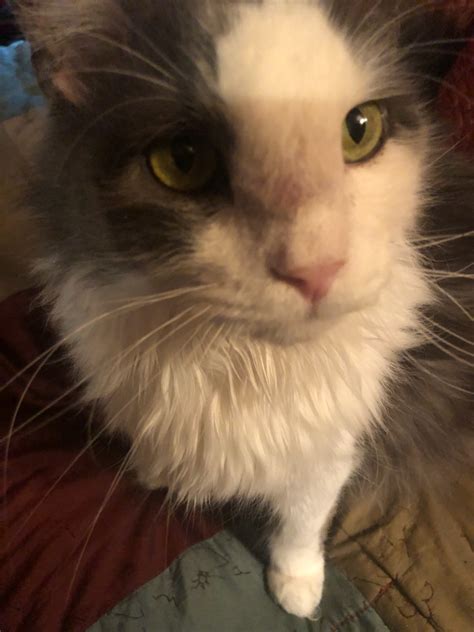 My Kitty Has A Huge Swollen Bridge Of His Nose Over The Last Few Days