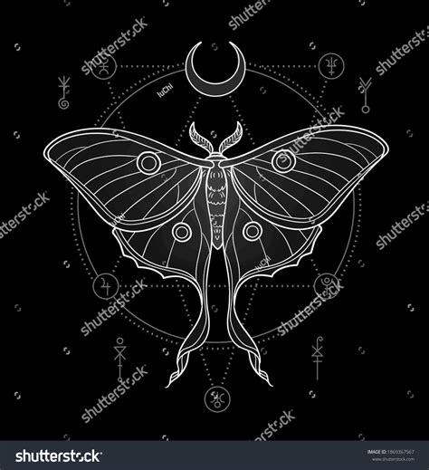440 Luna Moth Stock Vectors Images And Vector Art Shutterstock