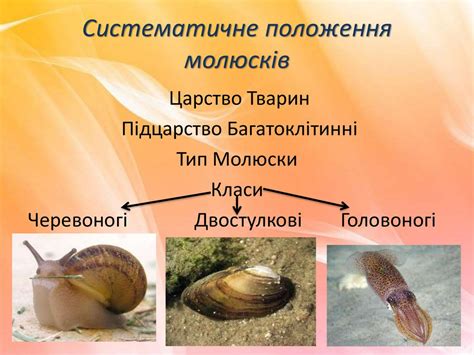 Тип Молюски Загальна характеристика типу презентация онлайн
