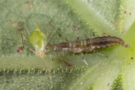 Hemerobiidae Larvae Field Guide To The Insects Of Tasmania