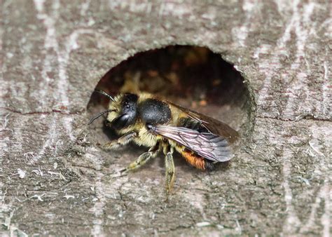 Leaf Cutter Bees Bredfield Wildlife