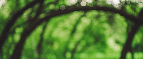 햇빛에 흐림에 아름 다운 나무를 구부려 자연 녹색 Bokeh 배경입니다 복사 공간 흐린 녹지 화창한 날에 디 포커 싱 구부러진 나무 트렁크와 추상적 인 질감 아름 다운