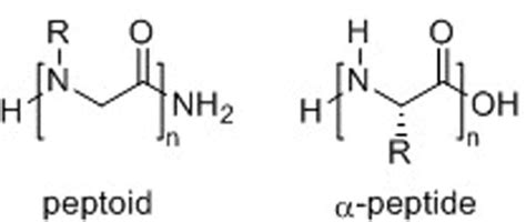 Structure Function Relationships In Peptoids Recent Advances Toward