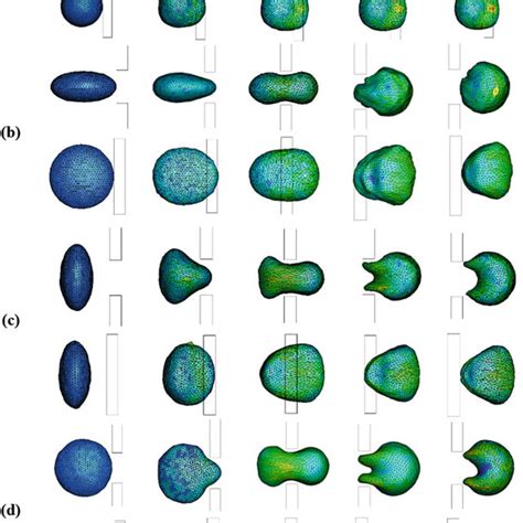 Snapshots Of The Cell Deformation For Different Relaxed Shapes Through Download Scientific