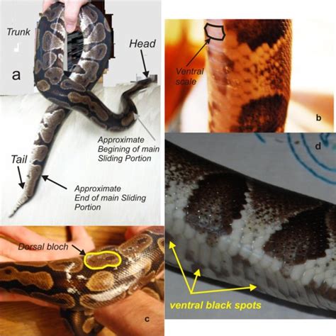 Pdf Python Regius Ball Python Shed Skin Biomimetic Analogue For