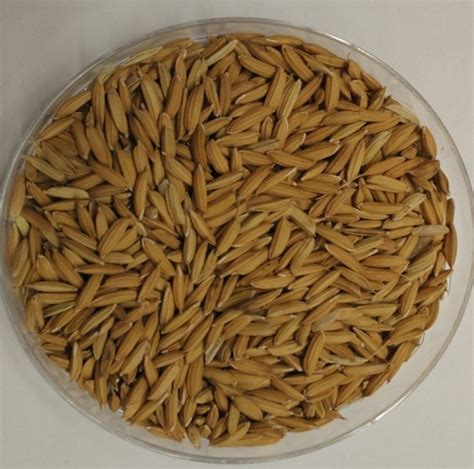 News Diagnostics Of Seed Borne Pathogens Of Rice January The Crawford Fund