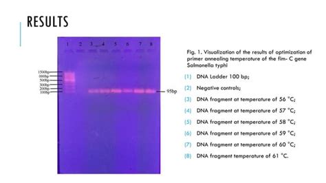Detection Of The Salmonella Typhi Bacteria In Contaminated Egg Using
