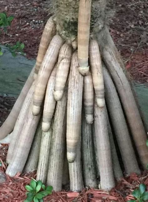 Dick Tree Rmildlypenis
