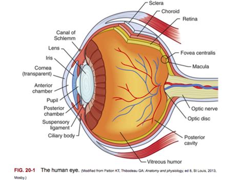 Chp 20 Assessment Of Visual And Auditory System Flashcards Quizlet