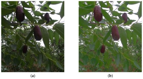 A Marker Controlled Watershed Algorithm For The Intelligent Picking Of