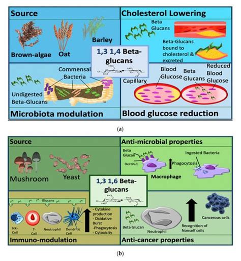 β Glucan Encyclopedia Mdpi