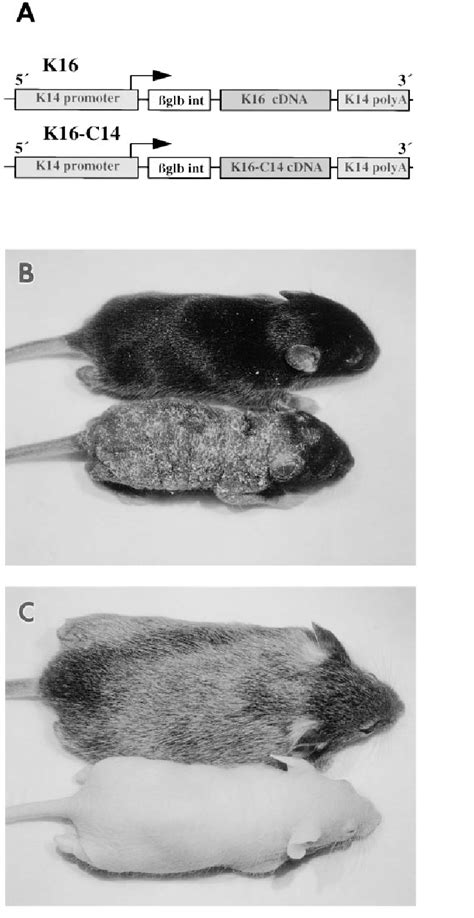 Generation Of Transgenic Mice A Schematic Representation Of The Dna Download Scientific