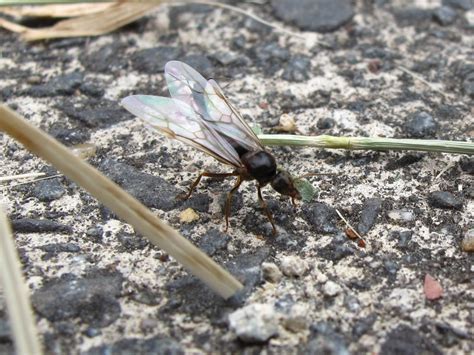 BugBlog Queen Ant Makes Spider Dinner