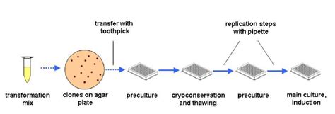 Scheme Of A Typical High Throughput Cultivation Process After