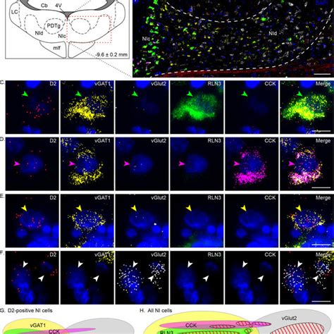Mrna Species And Their Combinations Detected In Nucleus Incertus