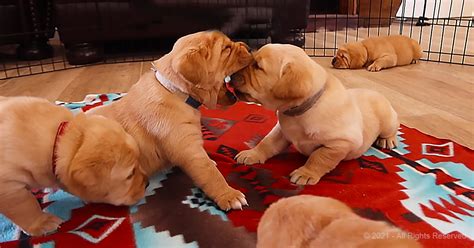 Listen Closely As These Labrador Pups Learn To Speak For The First Time Pet Buzz