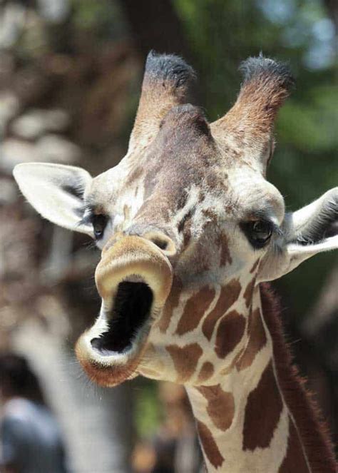 Scary Giraffe