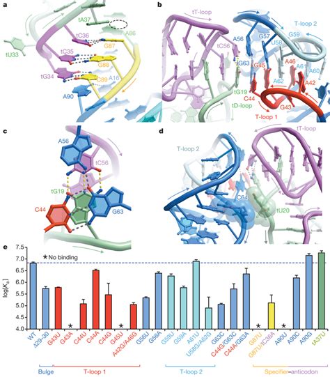 Interactions Between Stem I And Trna A Specifieranticodon