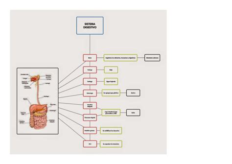 Esquema Digestion Pdf