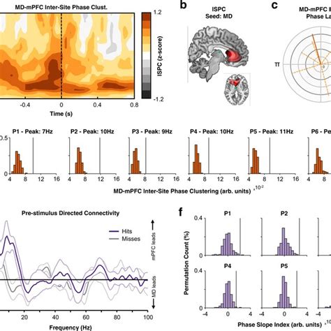 Phase Bifurcation Within The Mediodorsal Thalamus Precedes Visual Download Scientific Diagram
