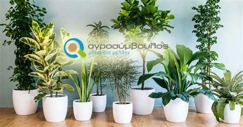 Φυτά διακόσμησης εσωτερικού χώρου αγροσύμβουλος ματιά στο μέλλον