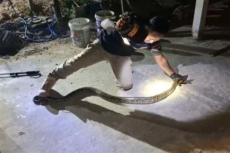 Python Found Under Truck In Surin Locals Hope For Lottery Luck Thaiger