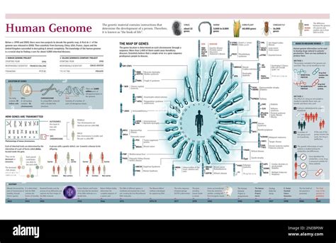Infographics Of The Human Genetic Map Its Application In Medicine And Transmission Of Genetic