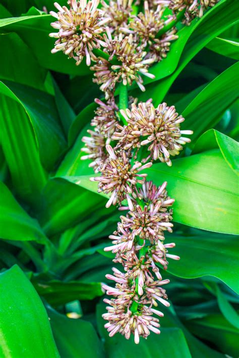 Step By Step How To Propagate Dracaena Fragrans Guide Blooming Anomaly