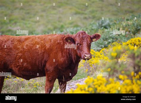 Devon Red Ruby Cows Bos Taurus Grazing On Upland Heath By Wistmans Wood Dartmoor National