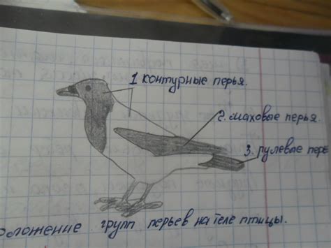 Помогите пожалуйстанадо к завтрашнему днюлабораторная работа по биологии 7 класс тема внешнее