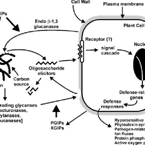 The Fold Of Modelled Pgip 1 β Strands Are Shown In Green And Helices