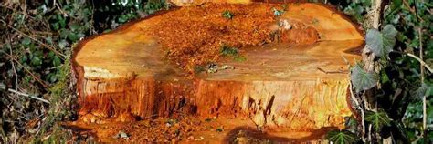 How Much Does Tree Removal Cost Timber Works Tree Care